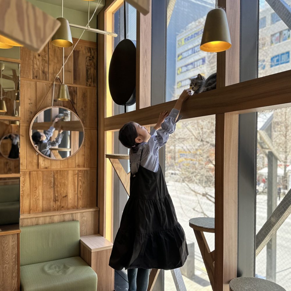 猫ちゃん好き必見！子連れにおすすめ猫カフェMOCHA【秋葉原】 | HugMug