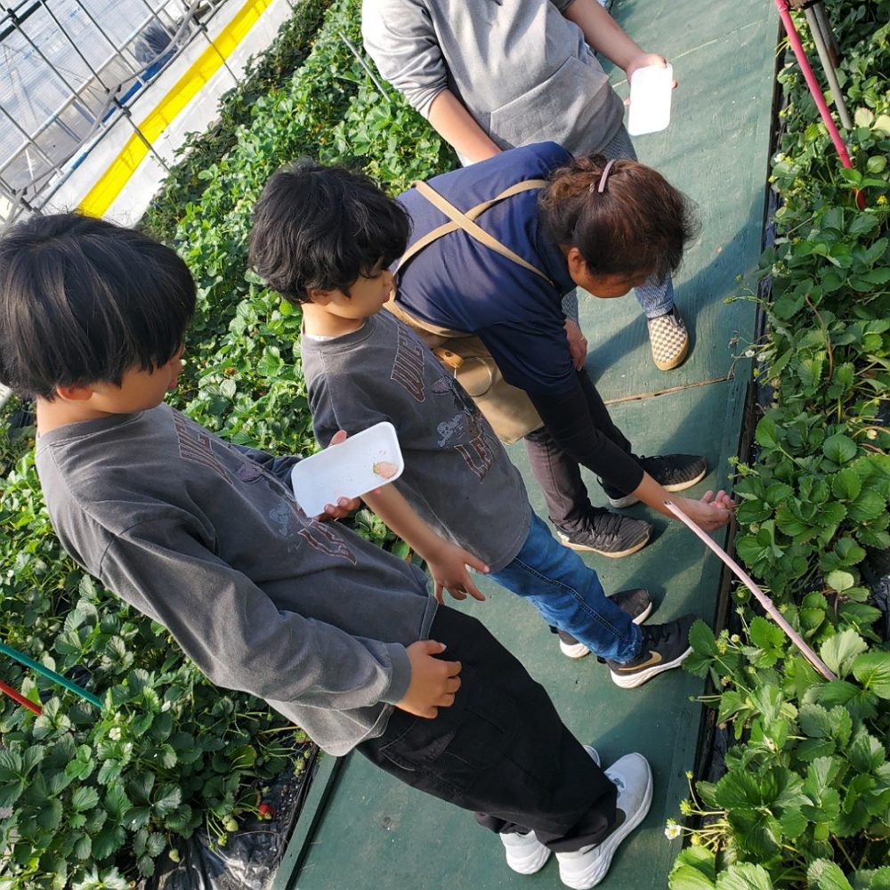 まだ間に合う！予約なしだから明日にでも行けちゃうおすすめいちご狩りスポット！ | HugMug