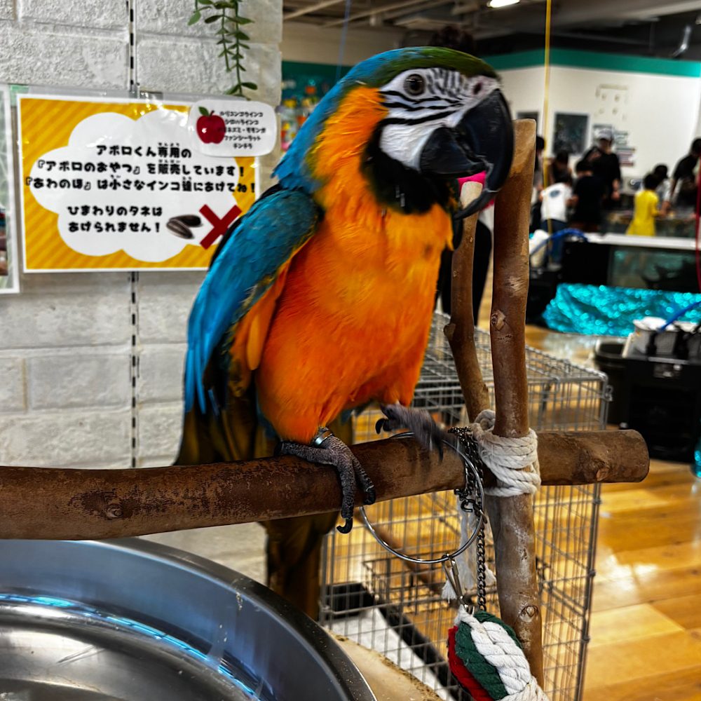 【入場料800円】再入場OKの「いきもの探検隊」で動物ふれあい体験レポ | HugMug