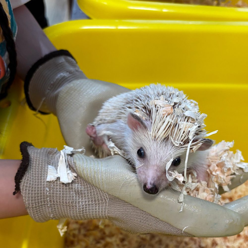 【入場料800円】再入場OKの「いきもの探検隊」で動物ふれあい体験レポ | HugMug